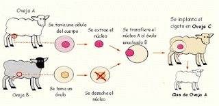 the jonah: TRANSFERENCIA NUCLEAR